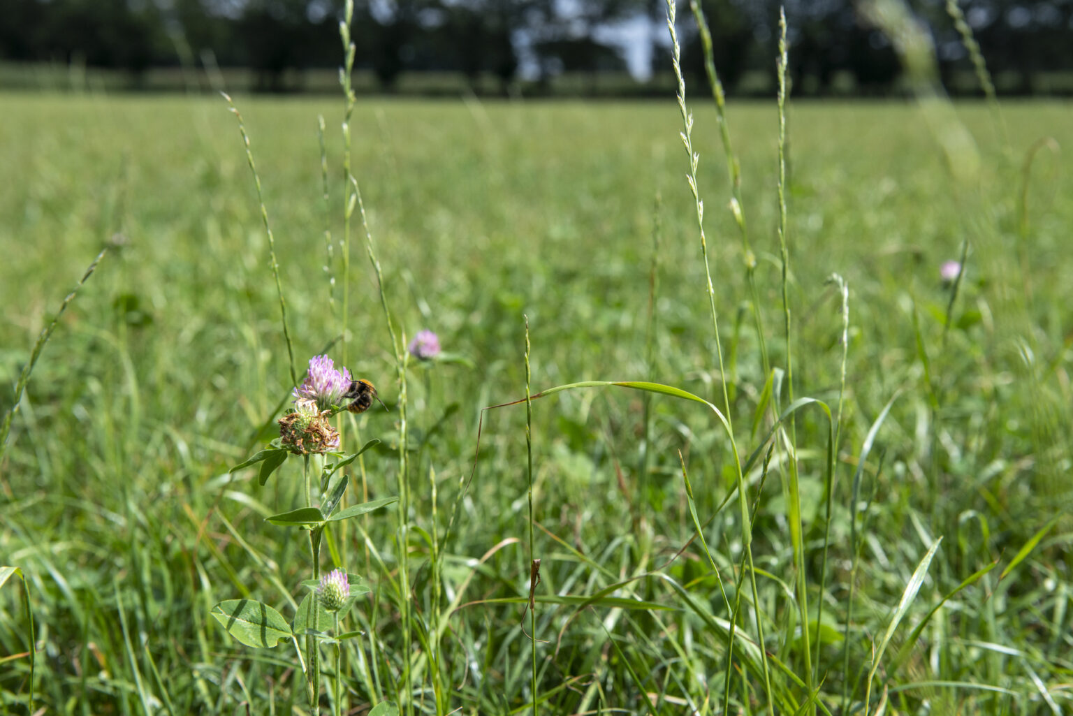 Kruidenrijk grasland - Deltaplan Agrarisch Waterbeheer