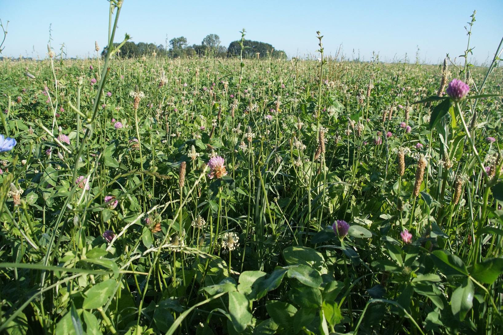 Kruidenrijk grasland: beter voor bodem en water - Deltaplan Agrarisch ...