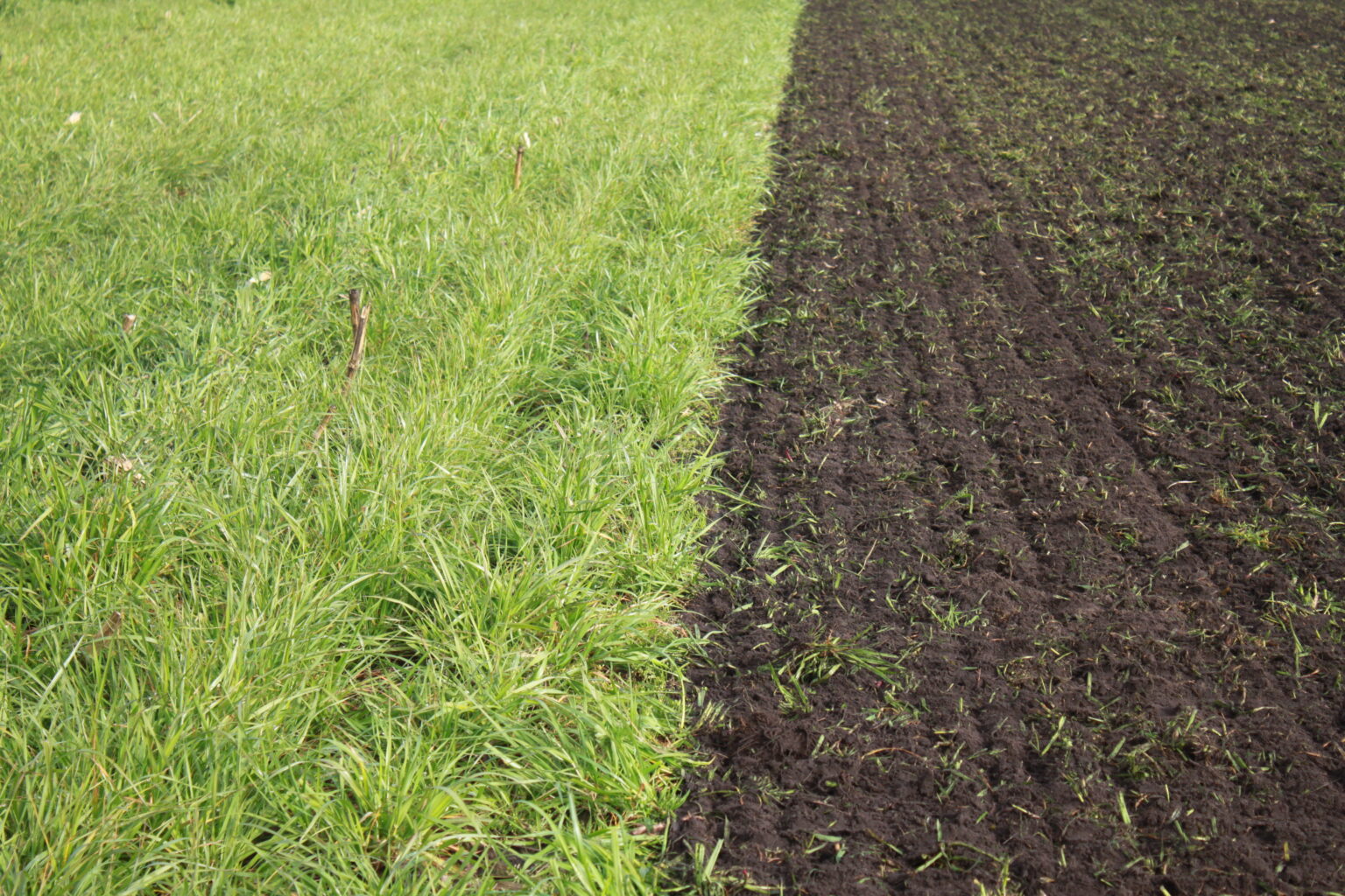 Groenbemesters toepassen - Deltaplan Agrarisch Waterbeheer